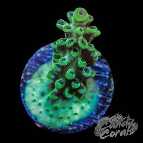 Acropora Page 4 Candy Corals