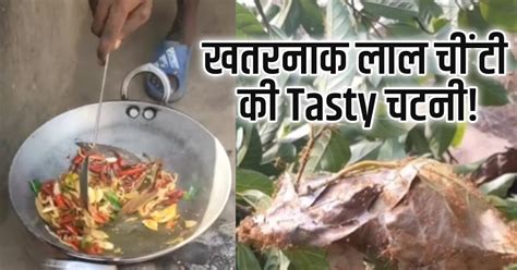 यहां बनाई जाती है लाल चींटी की चटनी मिर्च मसाले से होता है तैयार चाव
