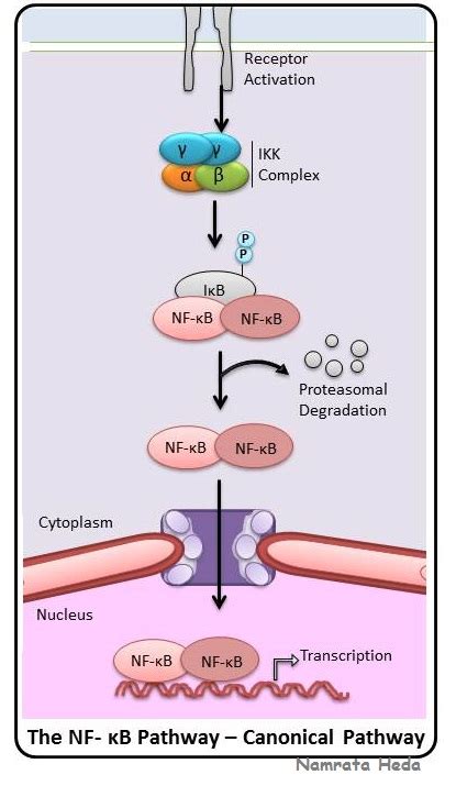 B For Biology Signal Transduction Pathway Nf κb Signaling