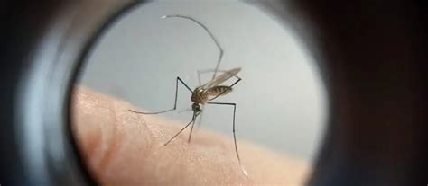 Boletim Semanal Da Dengue Confirma 253 Novos Casos Da Doença No Paraná