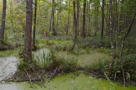 Noels Garden Blog Białowieza Europes Last Virgin Forest