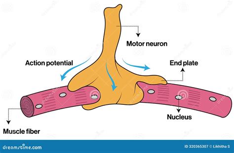 Illustration Of Neuromuscular Junction On White Background Showing