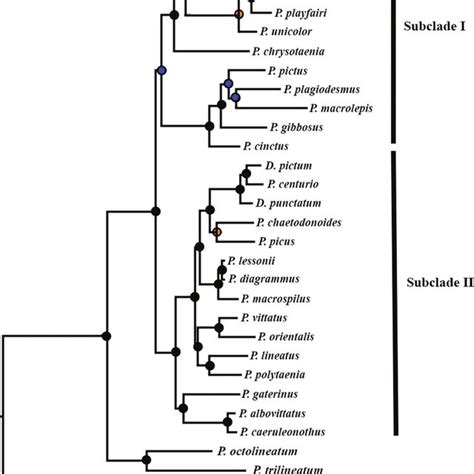 Bayesian Inference Tree Based On The Coi Showing The Results Of