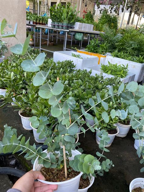 Cây Giống TƯ CỌt