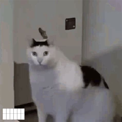 Huh Cat Meme S