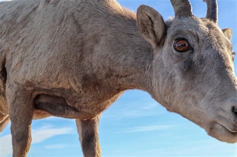 Premium Photo Up Close And Personal