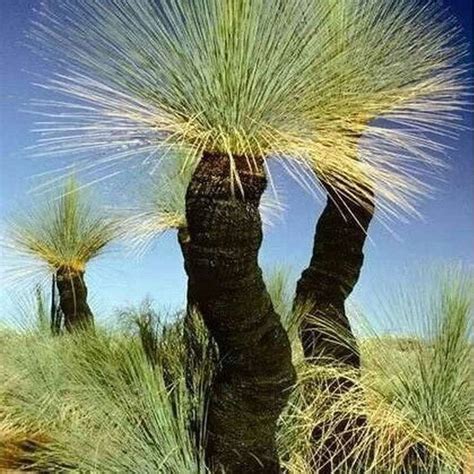Xanthorrhoea Australis ‘ Grass Tree Australian Trees Nature Tree