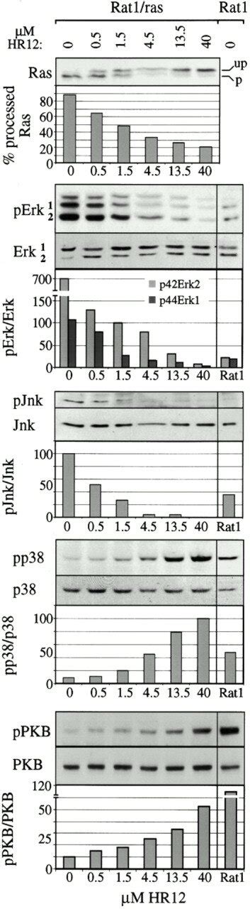 Hr12 Treatment Of Rat1ras Cells Causes Elevation Of Adhesion Molecule