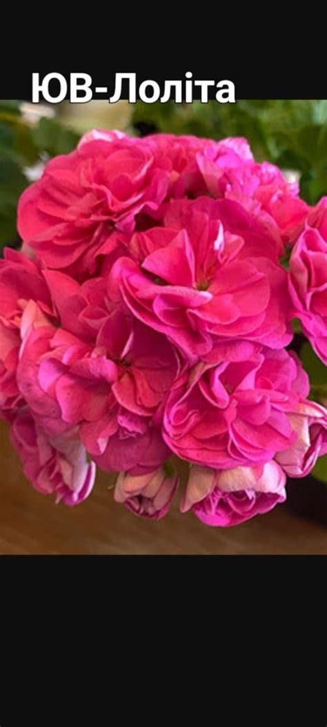 Пеларгонія сортова Мерлезон 1 Лоліта Грація 200 грн Комнатные растения Розсошенцы на Olx