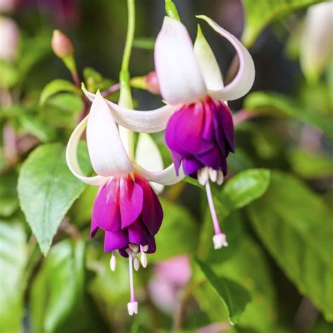 Types Of Fuchsia Flowers Learn About Upright And Trailing Fuchsia Varieties Gardening Know How