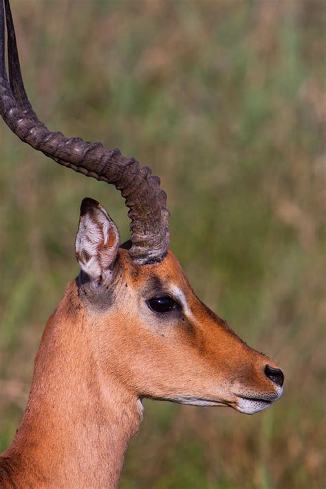 Impala Portrait Photograph By Hein Welman Fine Art America