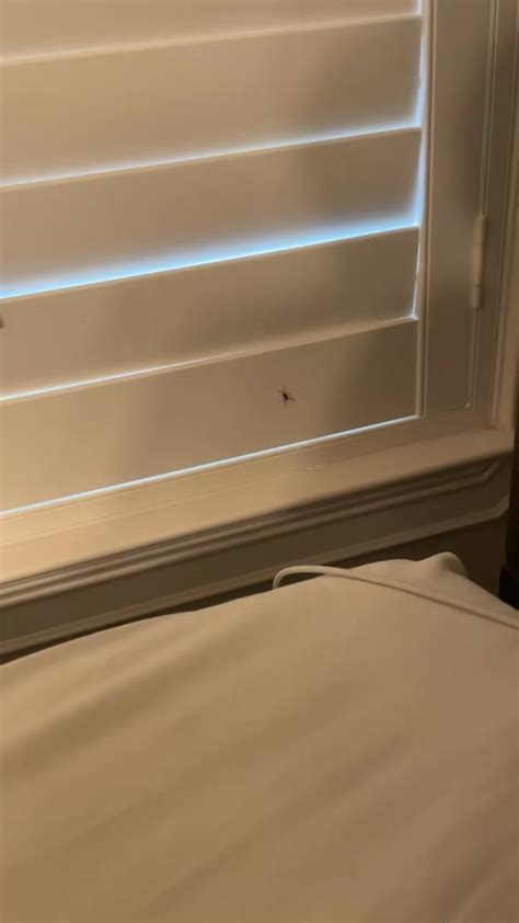 What Is This Bug Texas R Insects