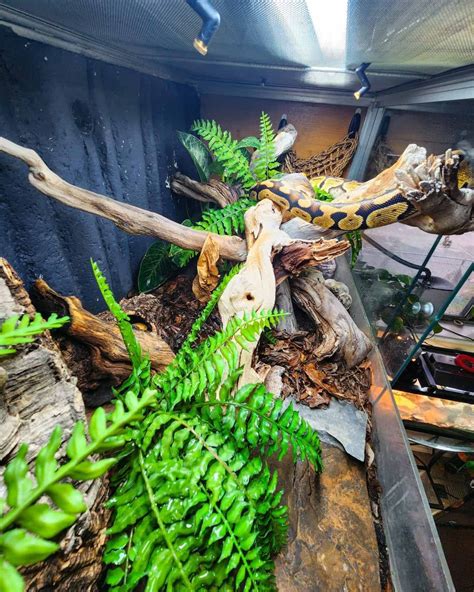 Ball Python Terrarium Size And Lighting Ball Python Care Guide Ball