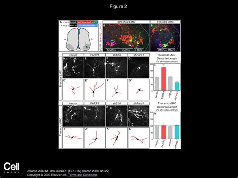 farp1 promotes the dendritic growth of spinal motor neuron subtypes
