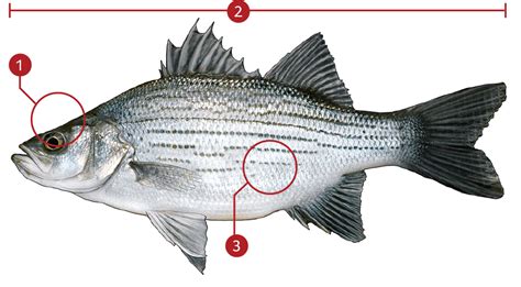 White Bass