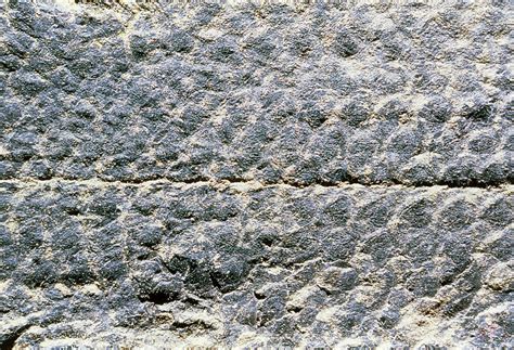 Fossil Scales Of Lungfish From Devonian Era Photograph By George