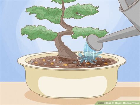 How To Repot Bonsai Trees 6 Steps With Pictures WikiHow