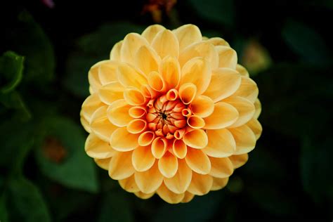 Yellow Dahlia By Laura B R On Deviantart