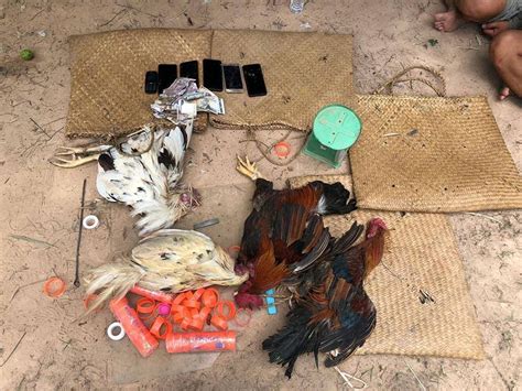 នគរបាលខេត្តកំពង់ចាមបង្រ្កាបអ្នកលេងល្បែងបញ្ជល់មាន់ខុសច្បាប់នៅស្រុកជើងព្រៃ នគរដ្រេហ្គន