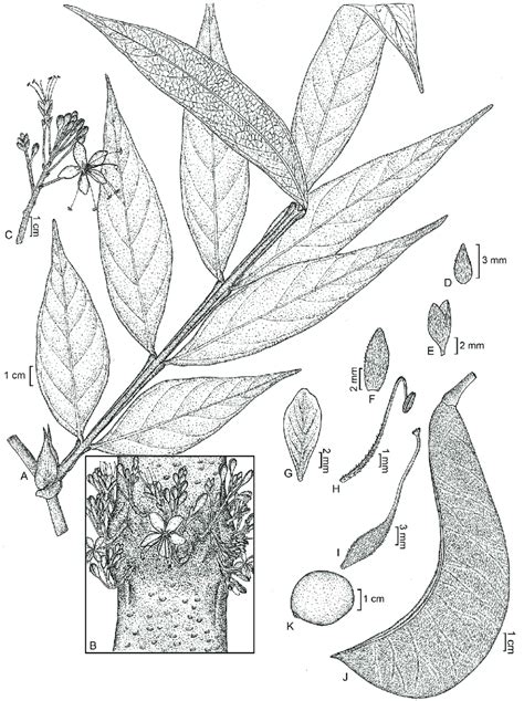 Humboldtia Bourdillonii Prain A Leaf B Cauline Inflorescence Download Scientific Diagram