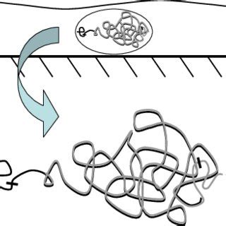 Color Online Schematic Representation Of A Polymer Chain Diffusing