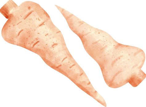 Watercolor Parsnip Vegetable 23324152 Png