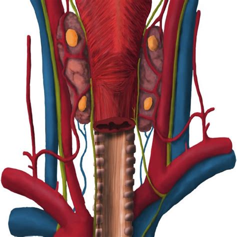 Pdf Intraoperative Neural Monitoring In Thyroid Surgery Role And Responsibility Of Surgeon