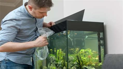 How To Add Multiple Fish To Aquarium A Beginner S Guide To Creating A Thriving Underwater Community