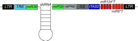 Schéma De La Construction Du Shrna Ltr Séquence Longue Terminale