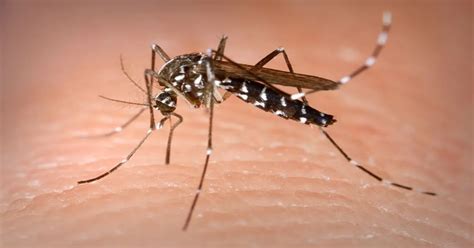 Andhra To Deploy Ai Powered Mosquito Surveillance Control System The Indian Witness