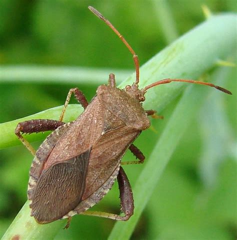 Coreid Euthochtha Galeator Bugguide Net