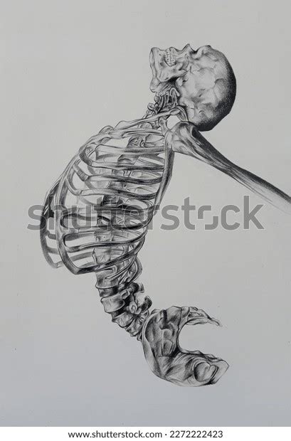 Human Skeleton Side Doing Back Bend 库存插图 2272222423 Shutterstock