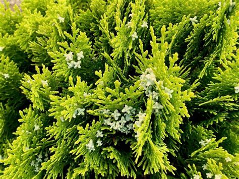 コニファーの育て方｜鉢植え・地植えでの違いは？枯れる原因と対策は？｜🍀greensnap（グリーンスナップ）