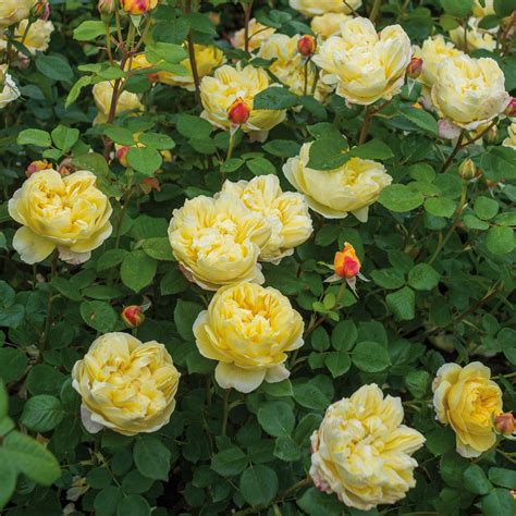 Charles Darwin | English Shrub Rose | David Austin Roses