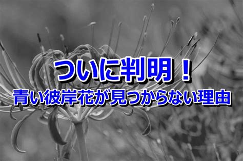 【鬼滅の刃】青い彼岸花が見つからない理由は？ついに正体の伏線回収！ 情報チャンネル