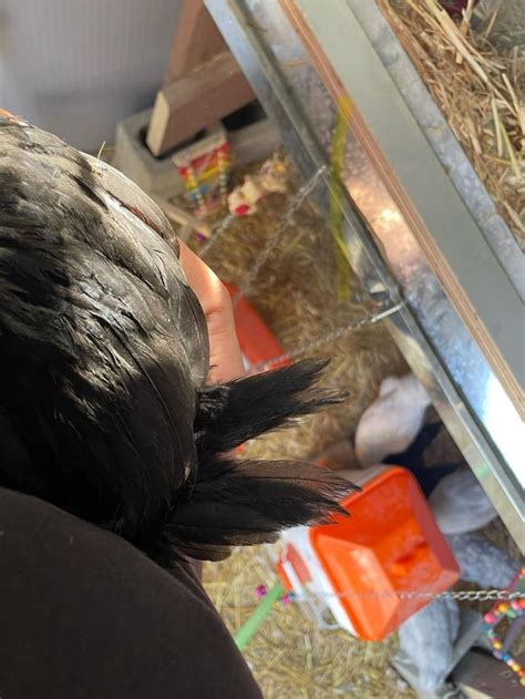 Help Sexing 6 Week Old Chickens Rchickens