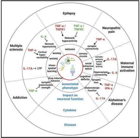 Immunity综述：全面总结细胞因子调控神经突触和环路的作用 知乎
