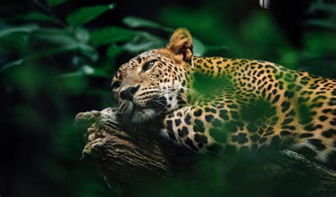 Tulum tendrá un nuevo Parque Nacional del Jaguar Conoce los datos