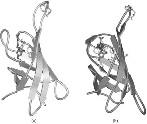 Comparison Of The Structure Of Avidin A And Streptavidin B Only Download Scientific