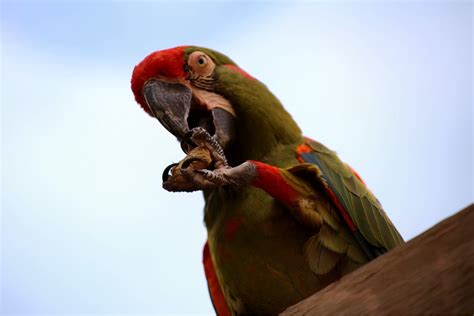 Red Fronted Macaw May 2018 Zoochat