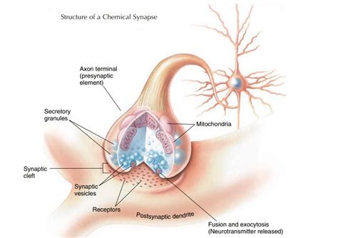 Synaptic Transmission