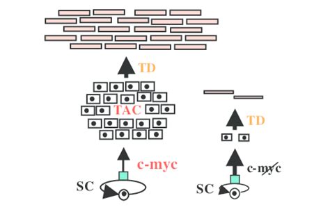 Model For Myc Function In Epidermis In The Presence Of Myc Daughters