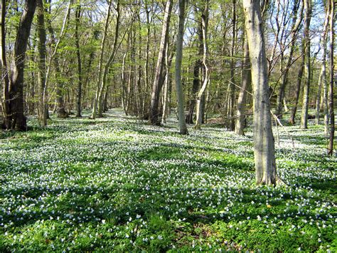 Fotos gratis paisaje árbol naturaleza bosque césped prado campo flor país verano