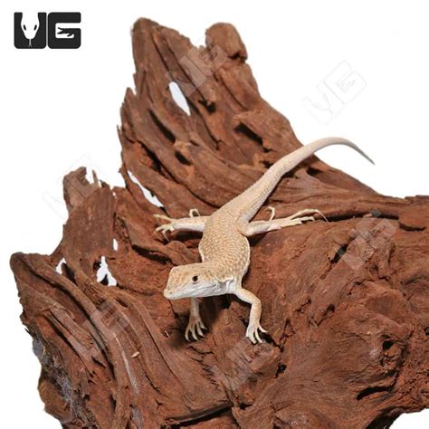 Boscs Fringe Fingered Lizard Acanthodactylus Boskianus For Sale