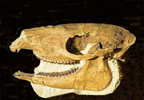 Mesohippus Early Horse Skull Fossil Photograph By Millard H Sharp