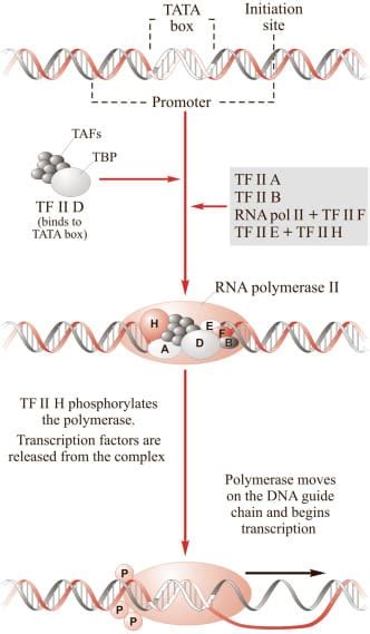 Possibility Of Rna Synthesis In Aqueous Systems With Confined Water