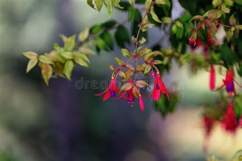 Bright Garden Flowers Green Grass And Leaves Close Up Blurred