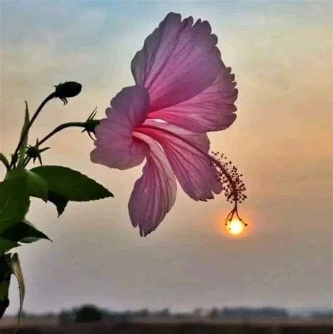 গোধূলি বেলার গল্প Twilight Story Rajshahi