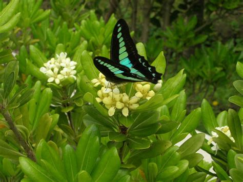 Flutter Fly By 7bluehearts On Deviantart
