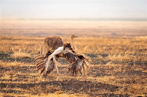 Ngorongoro 국립 공원의 계곡에서 달리는 암컷 소말리아 타조의 근접 촬영 0명에 대한 스톡 사진 및 기타 이미지 0명